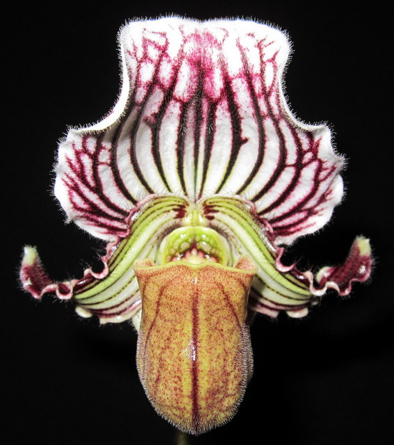 How to grow Paphiopedilum fairrieanum - Paph Paradise