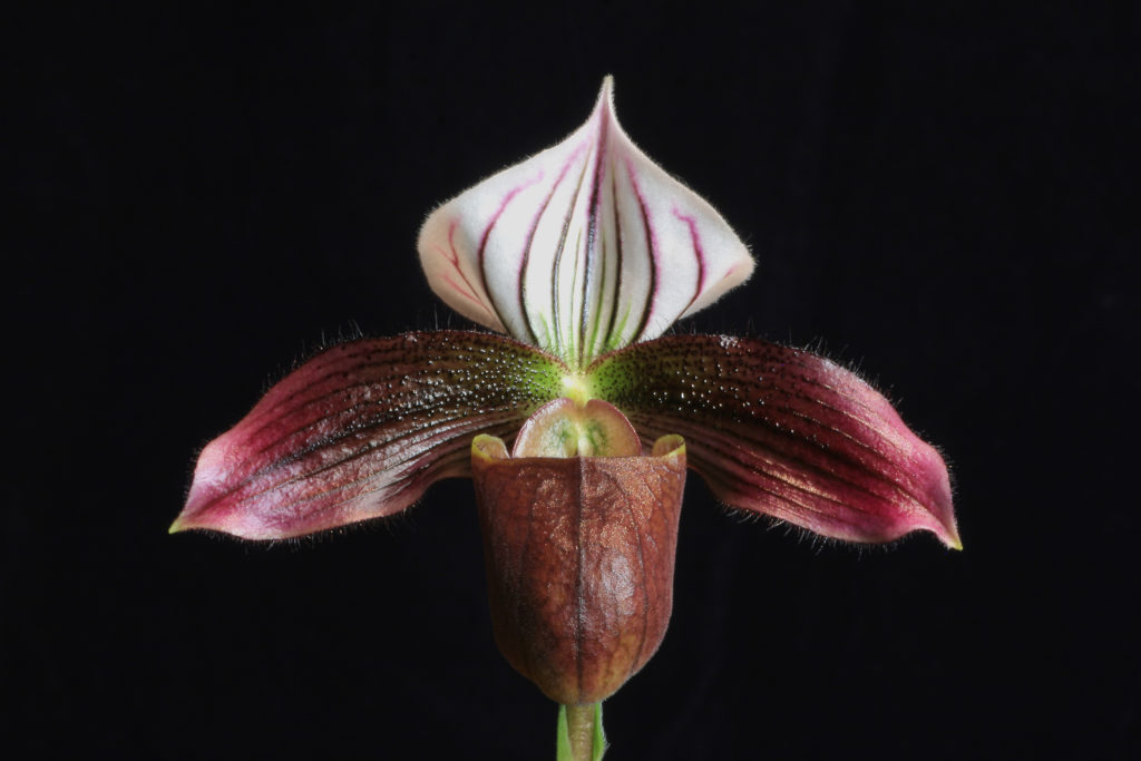 Paphiopedilum purpuratum - Paph Paradise