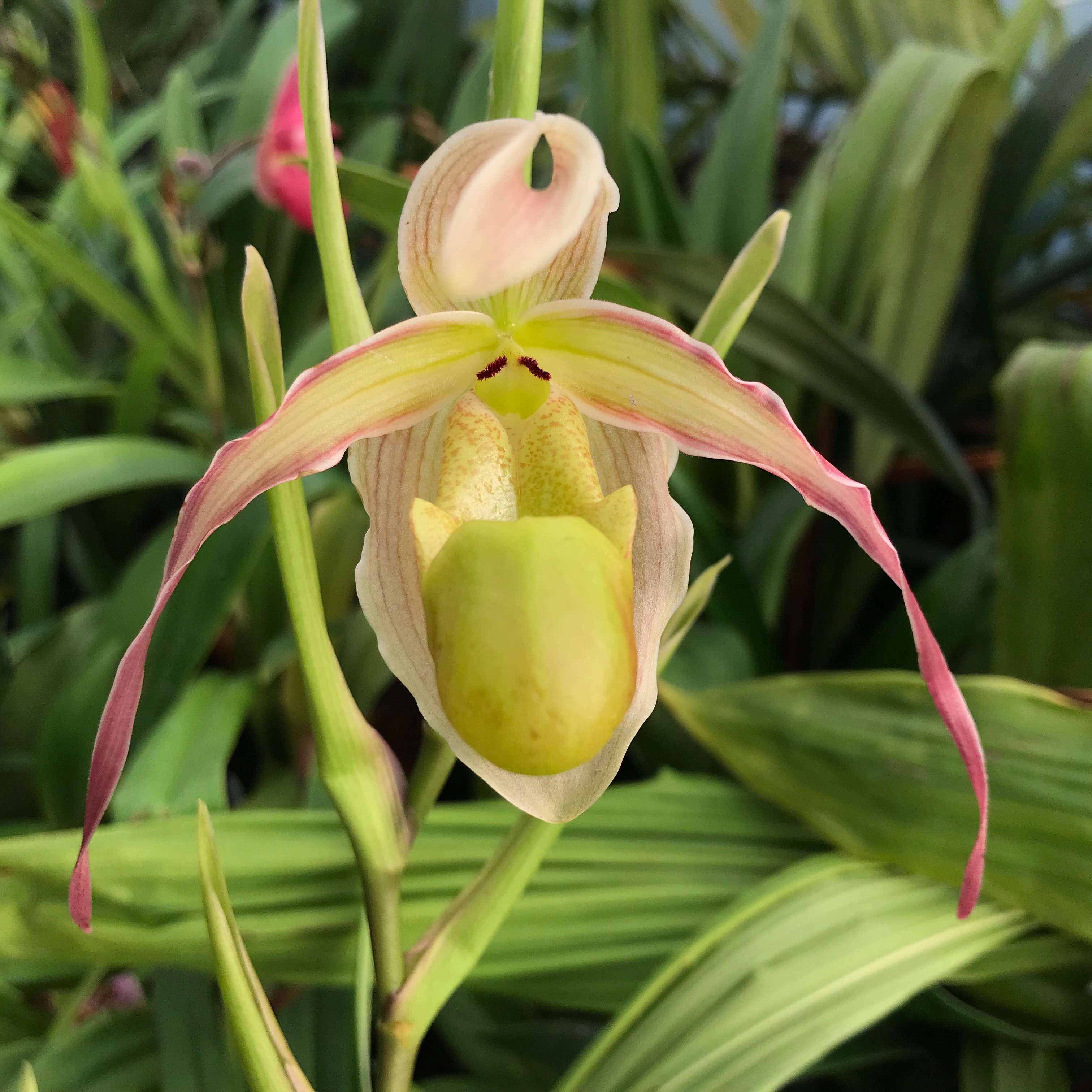 Phragmipedium longifolium 'Pink' - Paph Paradise