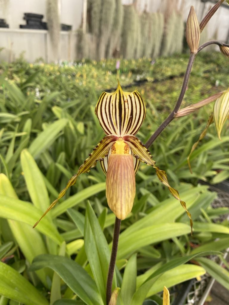 Paphiopedilum praestans - Paph Paradise