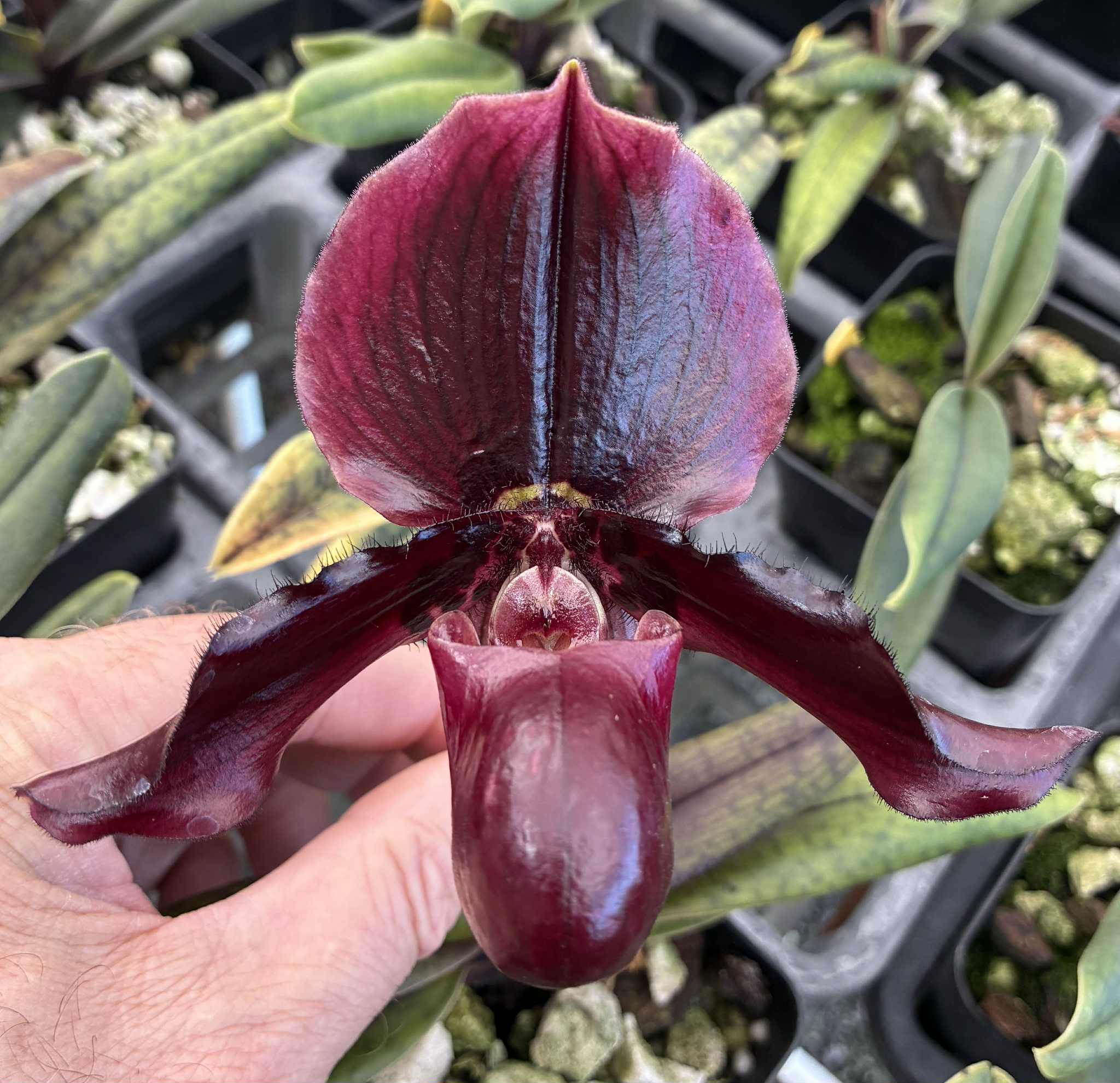 Paphiopedilum Henry's Pride - Paph Paradise