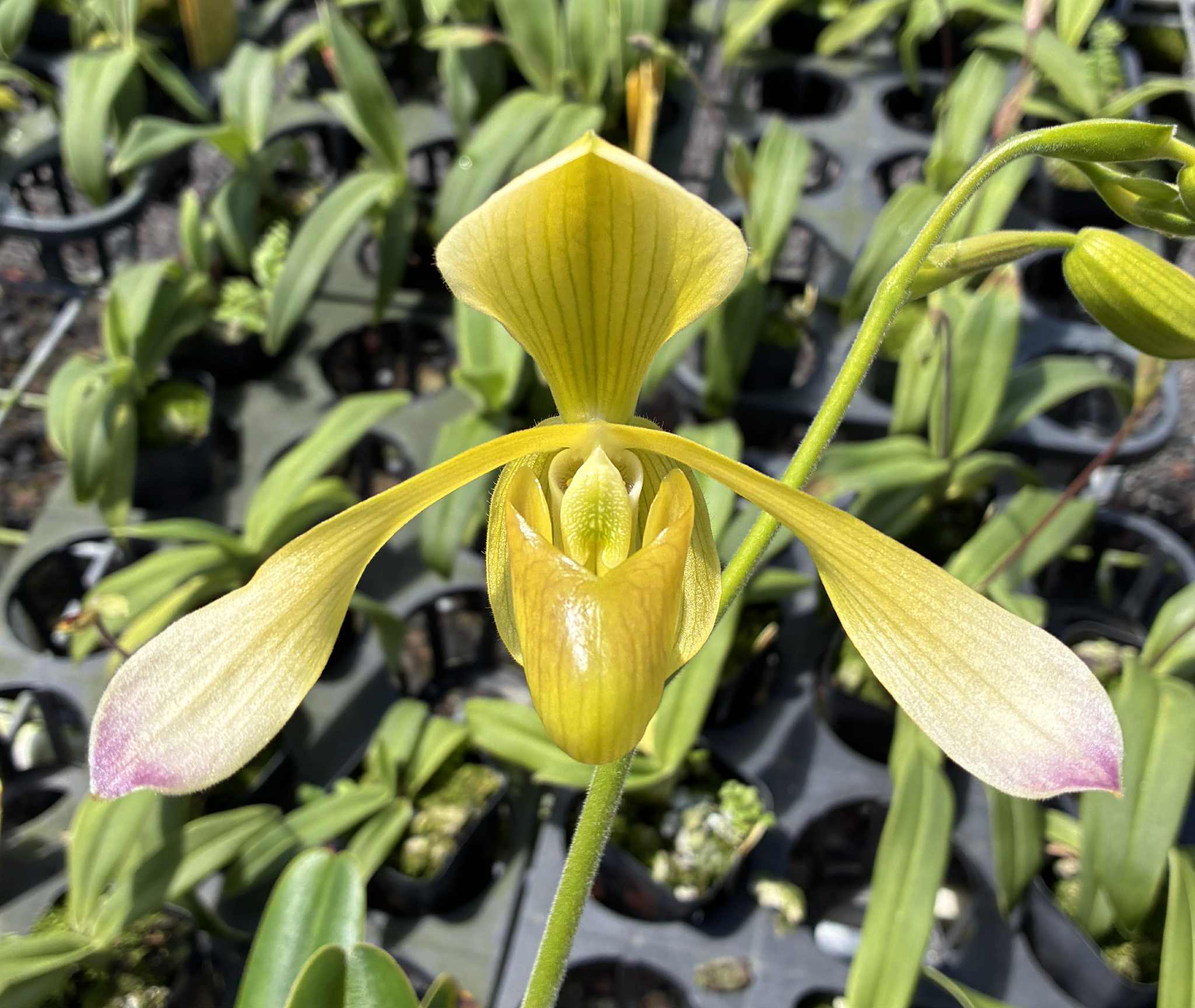 Paphiopedilum QF Elizabeth - Paph Paradise