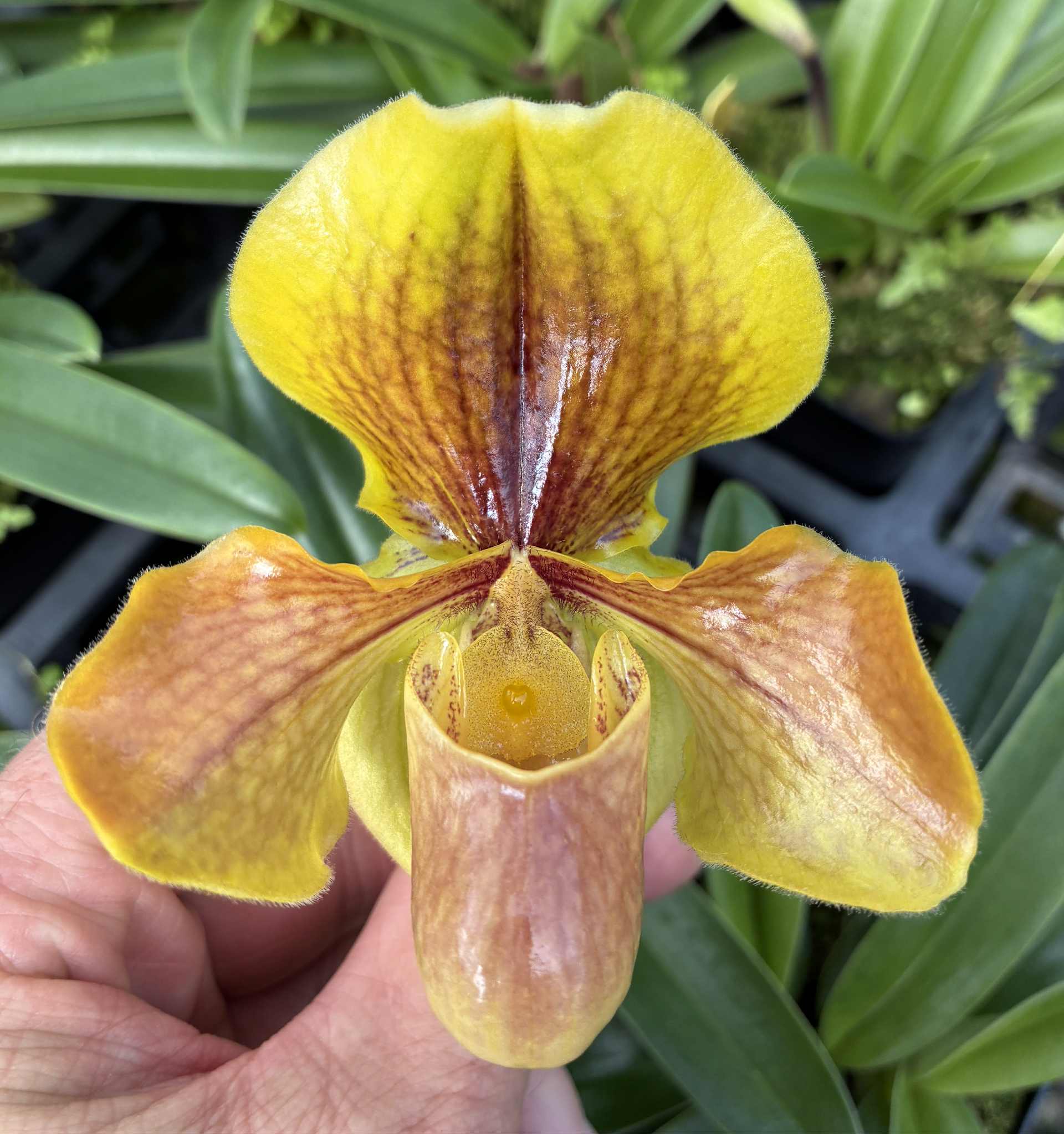 Paphiopedilum villosum x In-Charm Gold - Paph Paradise